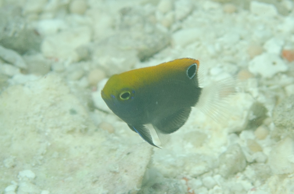 Whitetail Damsel from Ashmore Reef, Australia on December 29, 2018 at ...
