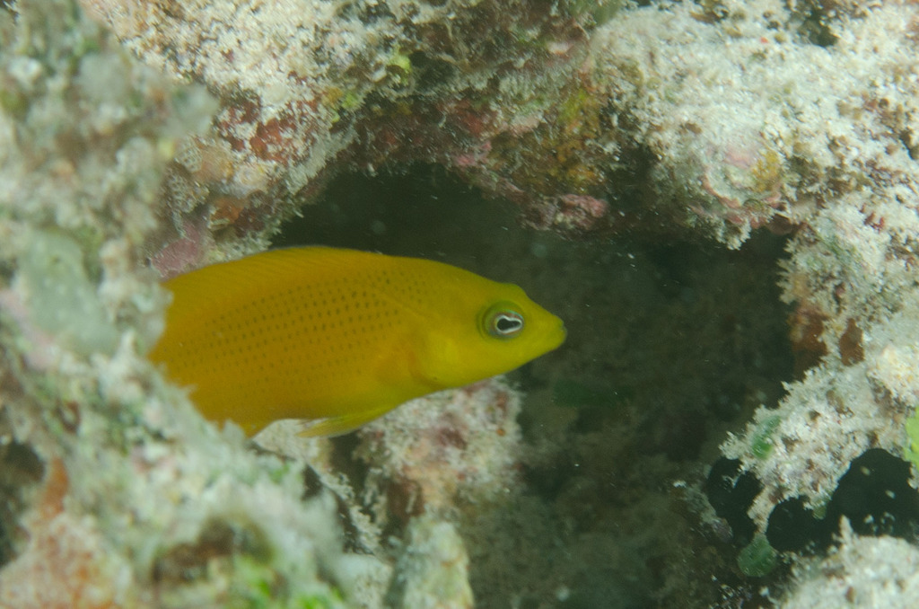 Dusky dottyback from Ashmore Reef, Australia on December 27, 2018 at 05 ...