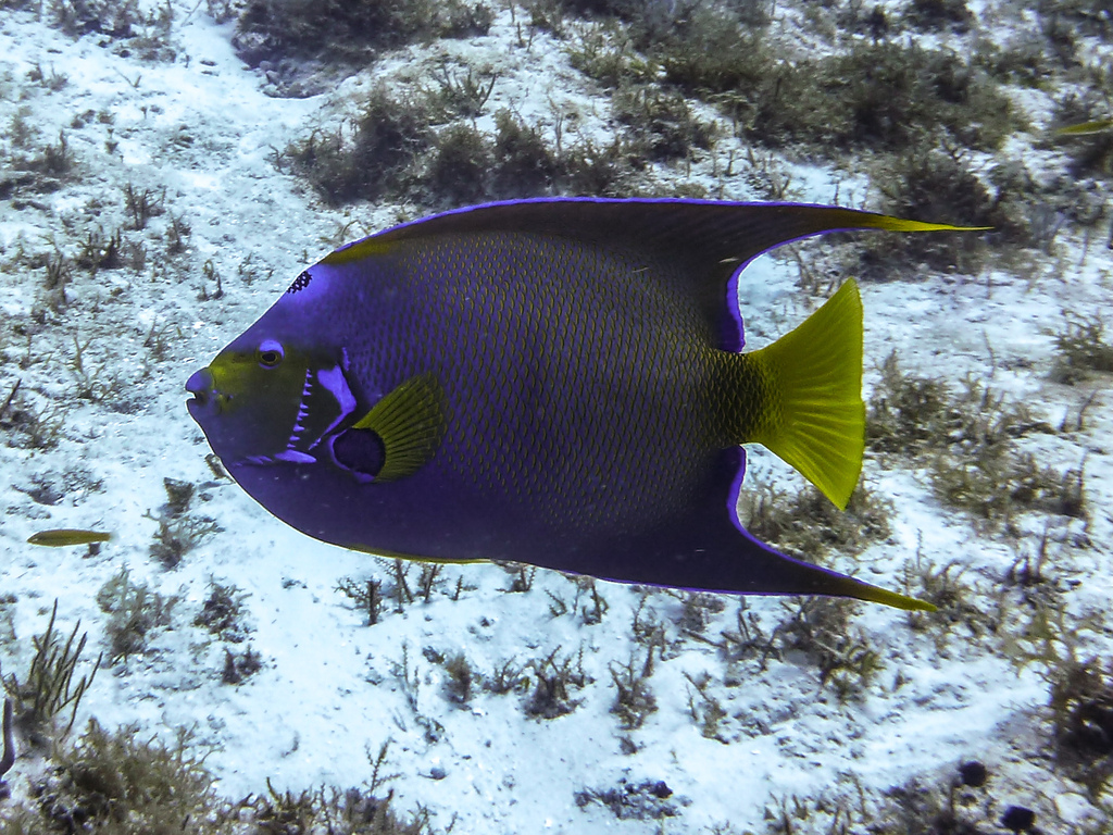 Queen Angelfish from Cozumel, MX-QR, MX on June 10, 2015 at 09:18 PM by ...
