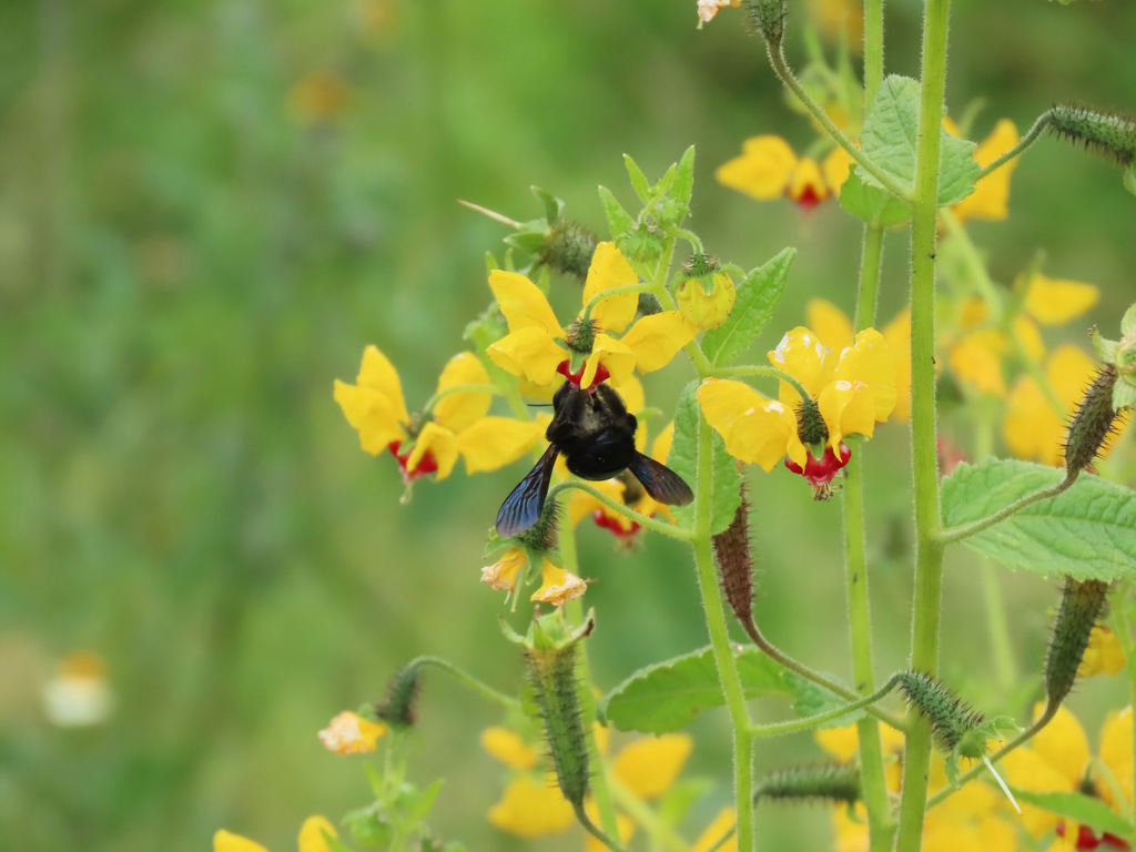 Large Carpenter Bees from Huaura, Peru on March 29, 2024 at 02:17 PM by ...