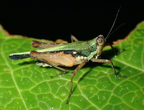 Complex Scaria hamata · iNaturalist