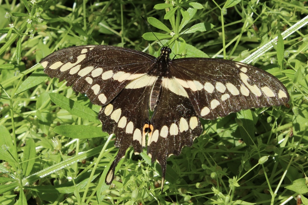 New World Giant Swallowtails and Allies from Cedar Ridge Preserve ...