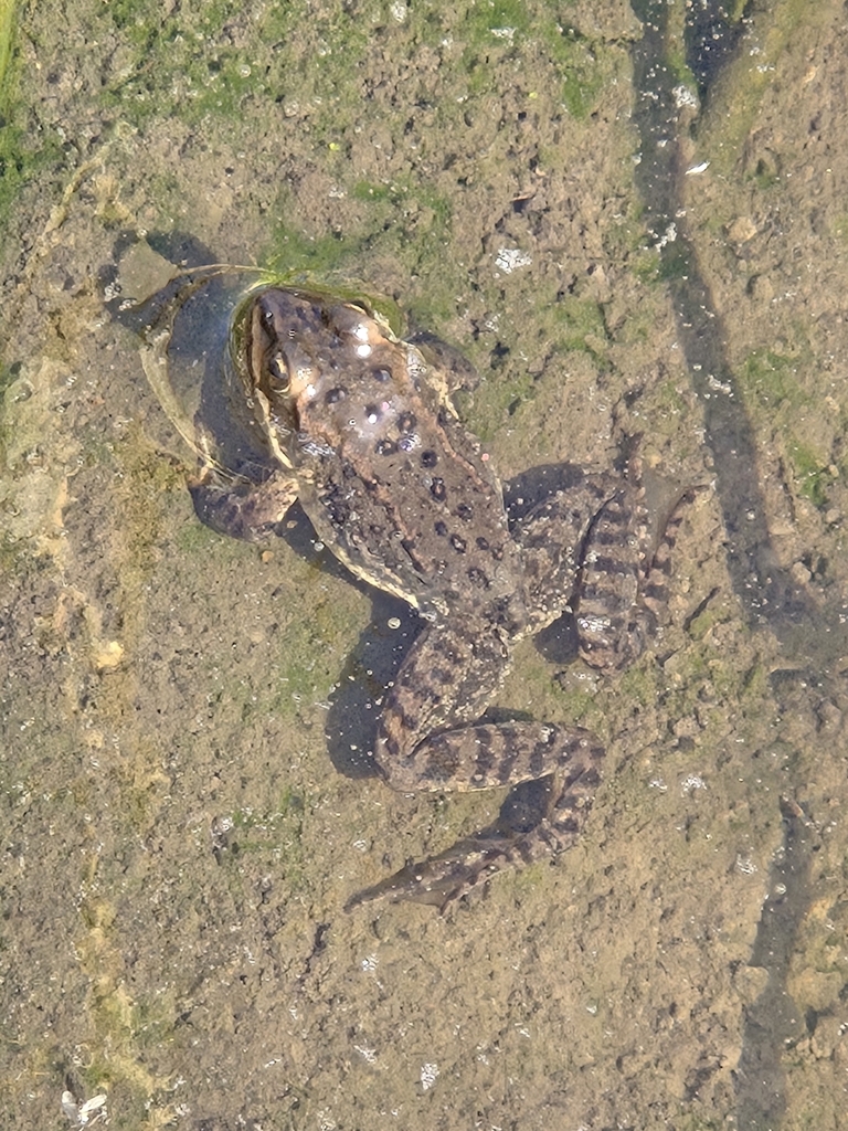 Columbia Spotted Frog from Viola, ID 83872, USA on April 2, 2024 at 05: ...