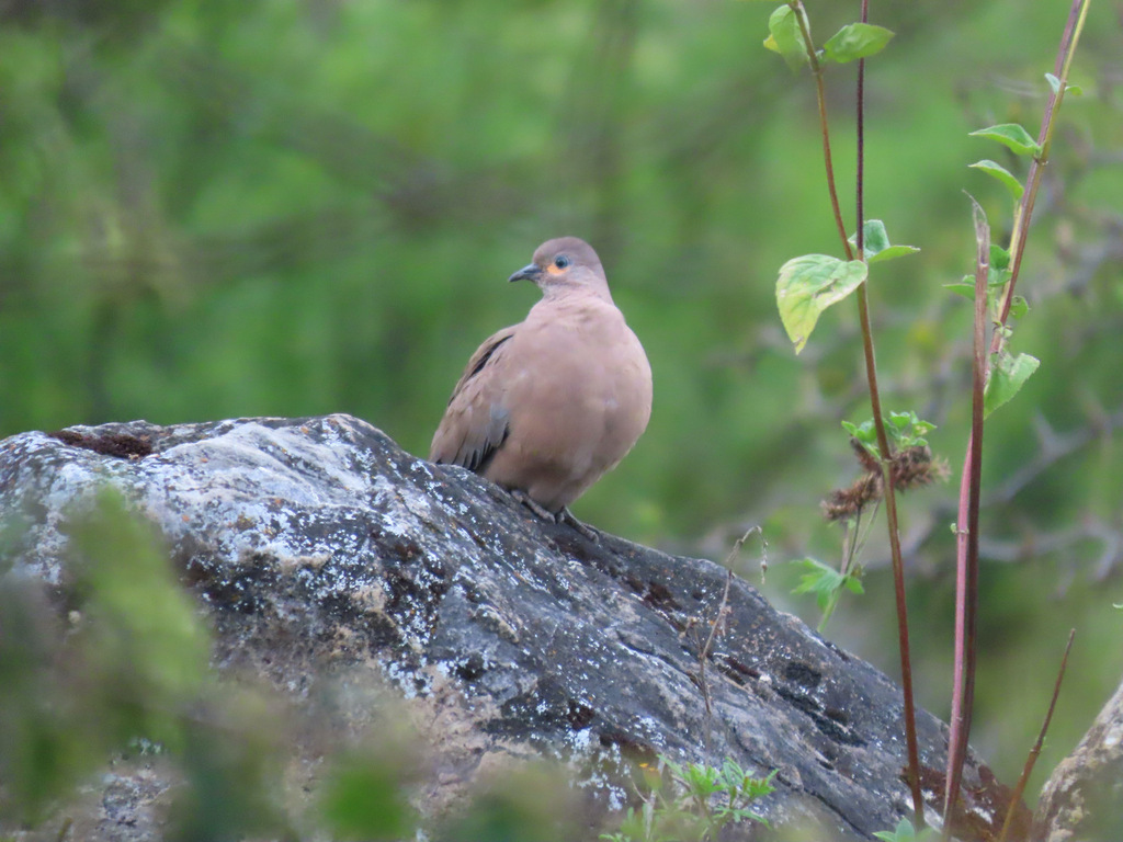 Black-winged Ground Dove from Huaura, Peru on March 29, 2024 at 04:38 ...