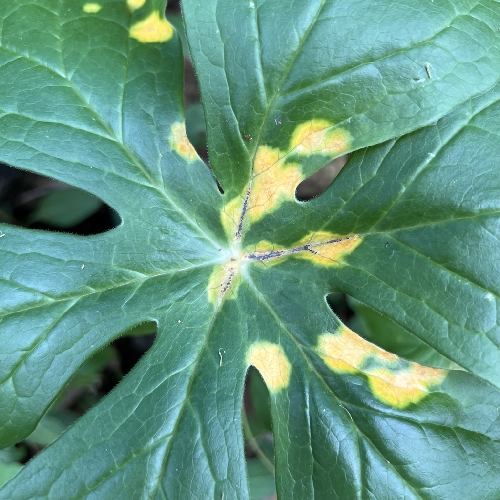 Mayapple Rust from Overton Park, Memphis, TN, US on April 2, 2024 at 05 ...