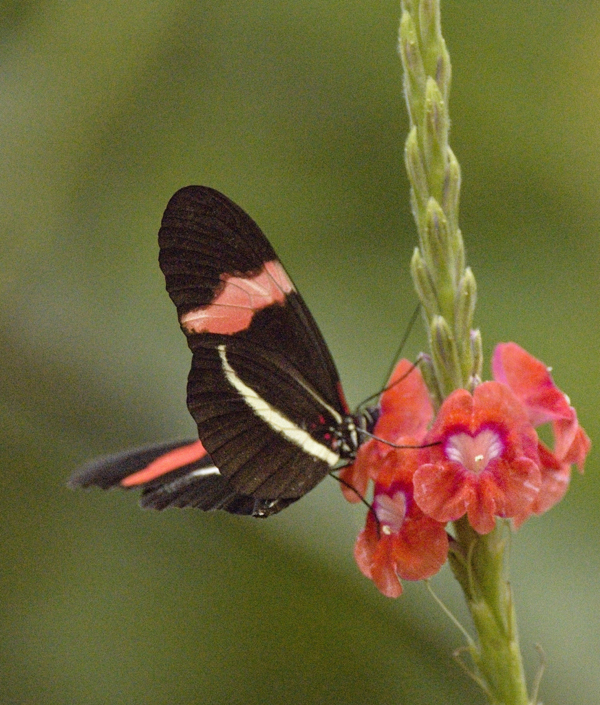 Red Postman from Cano Negro, Alajuela Province, Costa Rica on February ...