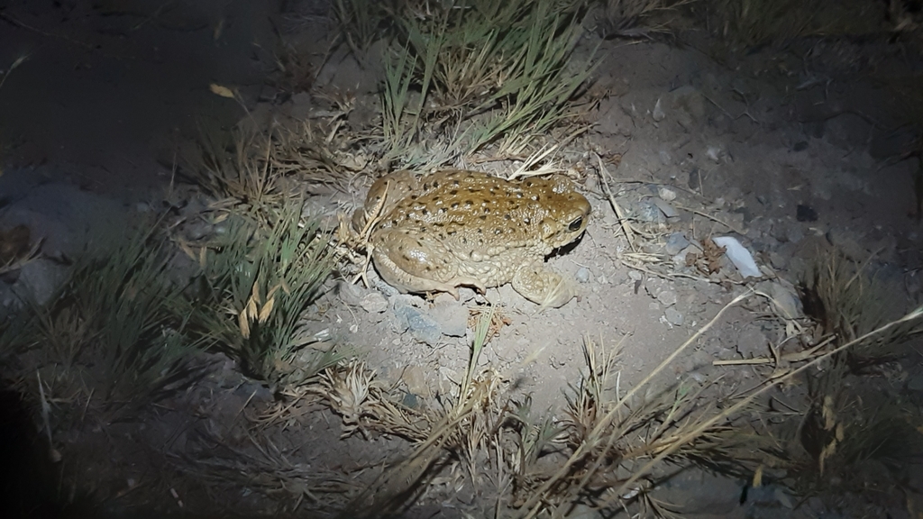 Warty Toad from San Rafael, Mendoza, Argentina on March 30, 2024 at 09: ...