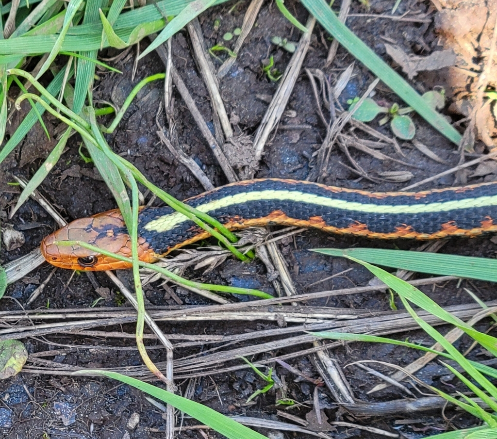 Red-spotted Garter Snake from Eugene, OR 97405, USA on April 2, 2024 at ...