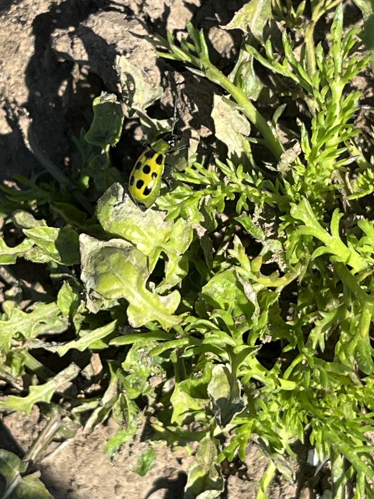 Spotted Cucumber Beetle from Corvallis, OR, US on April 2, 2024 at 02: ...