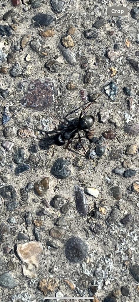 Carpenter Ants, Typical Sugar Ants and Allies from Oregon State ...