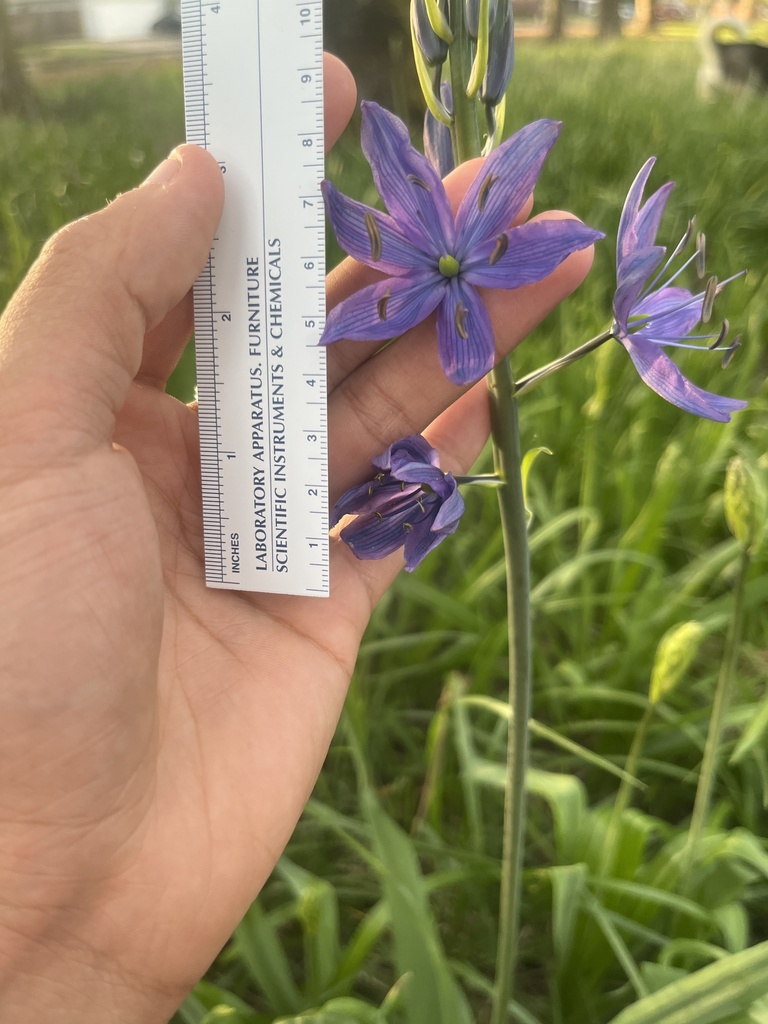 great camas from Linn-Benton Community College, Albany, OR, US on April ...