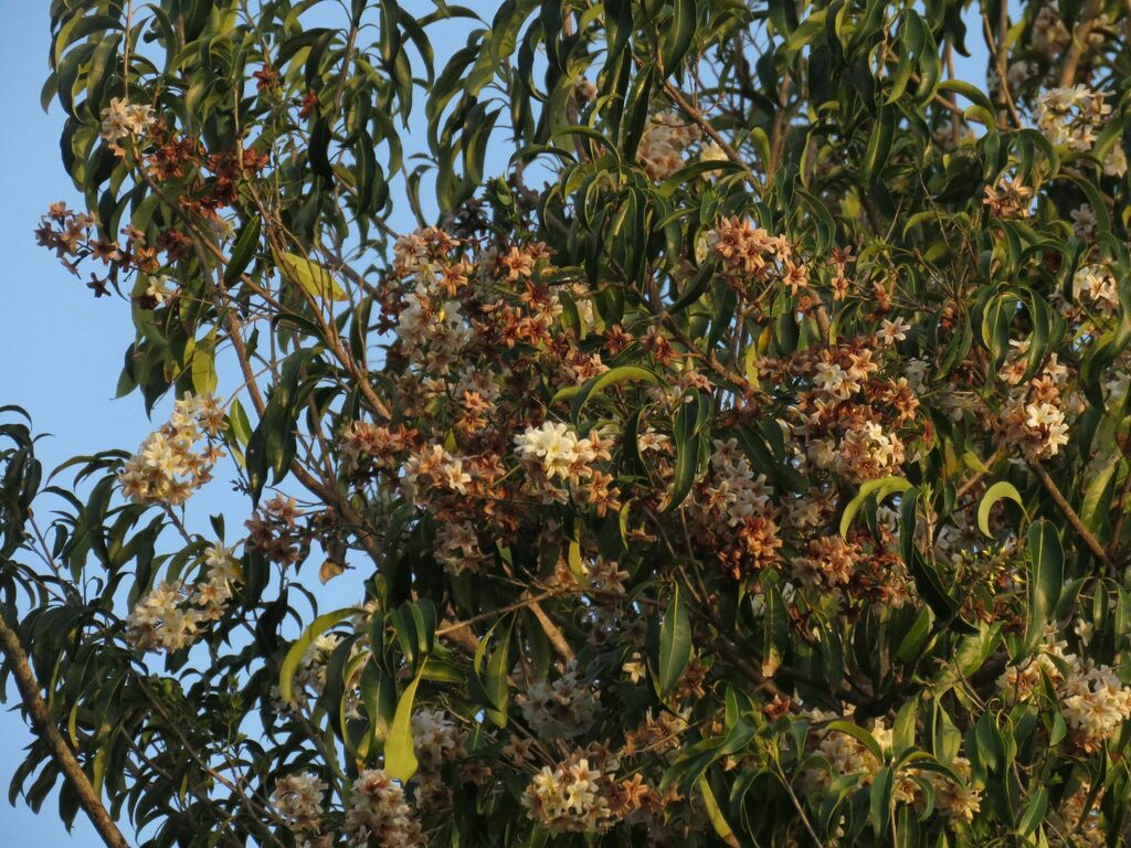 Spanish Elm from Jardín Botánico Regional Roger Orellana (CICY), Mérida ...