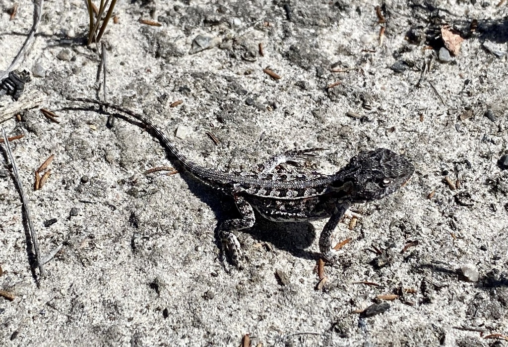 Southern Heath Dragon from Fitzgerald River National Park, Fitzgerald ...