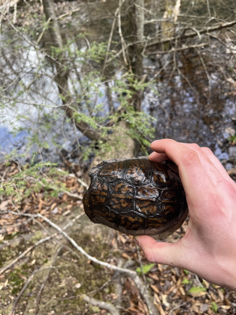 Eastern Box Turtle in April 2024 by Riley Stanton · iNaturalist