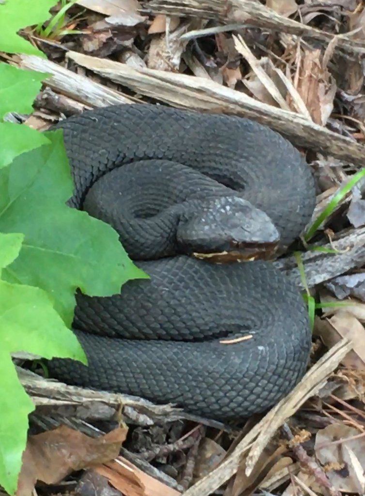 Northern Cottonmouth from County Road 2930, Alba, TX, US on May 15 ...