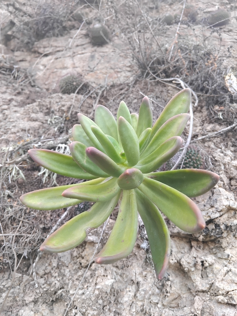 Pachyphytum viride in April 2024 by Emmanuel Antonio Carreño Plascencia ...