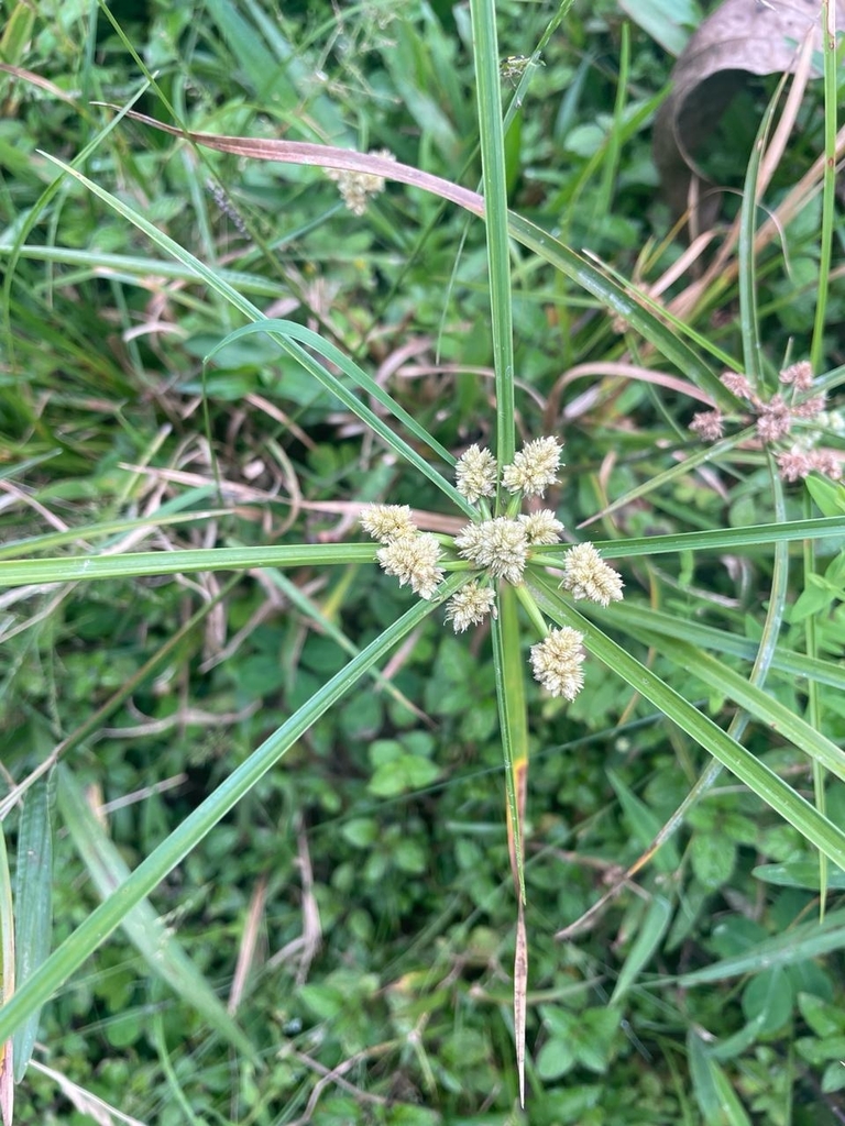 Deep-Rooted Sedge from Mindo, Ecuador on April 2, 2024 by Anahí Cobo ...