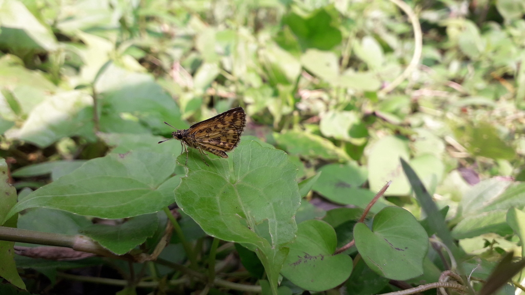 Common Bush Hopper from Baikunthapur, West Bengal 711312, India on ...