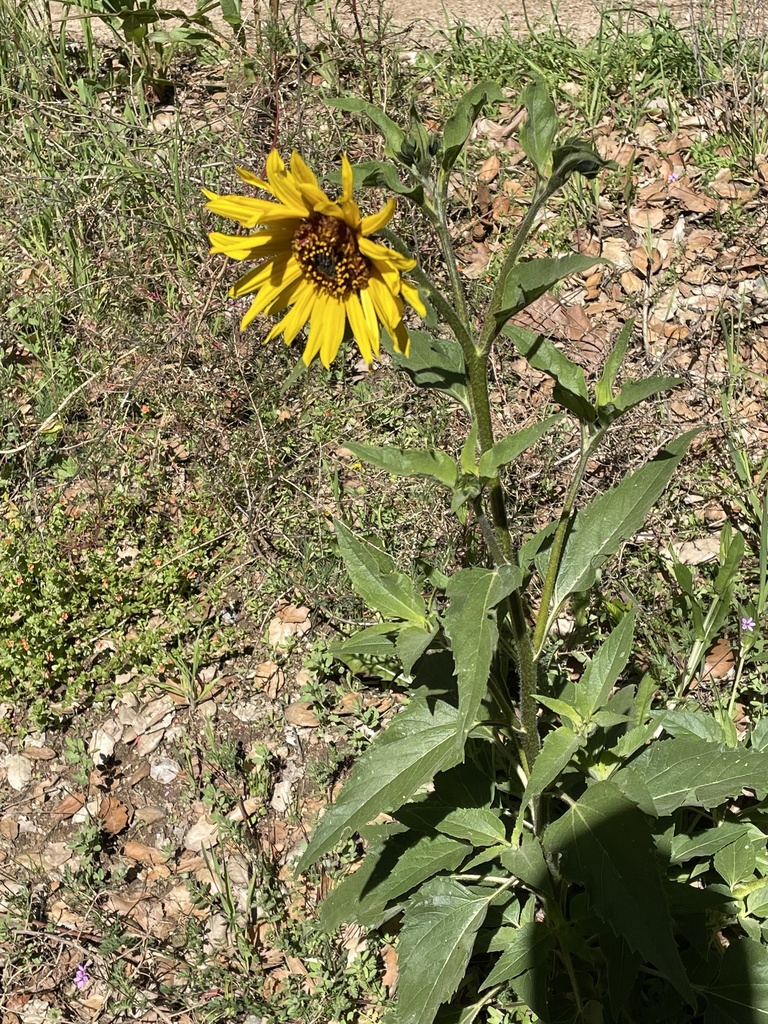 Common Sunflower from Marshall Canyon Regional Park, La Verne, CA, US ...