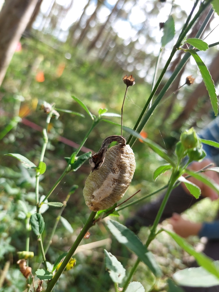 Australian Stick Mantis from EucFACE Experiment on March 22, 2024 at 10 ...
