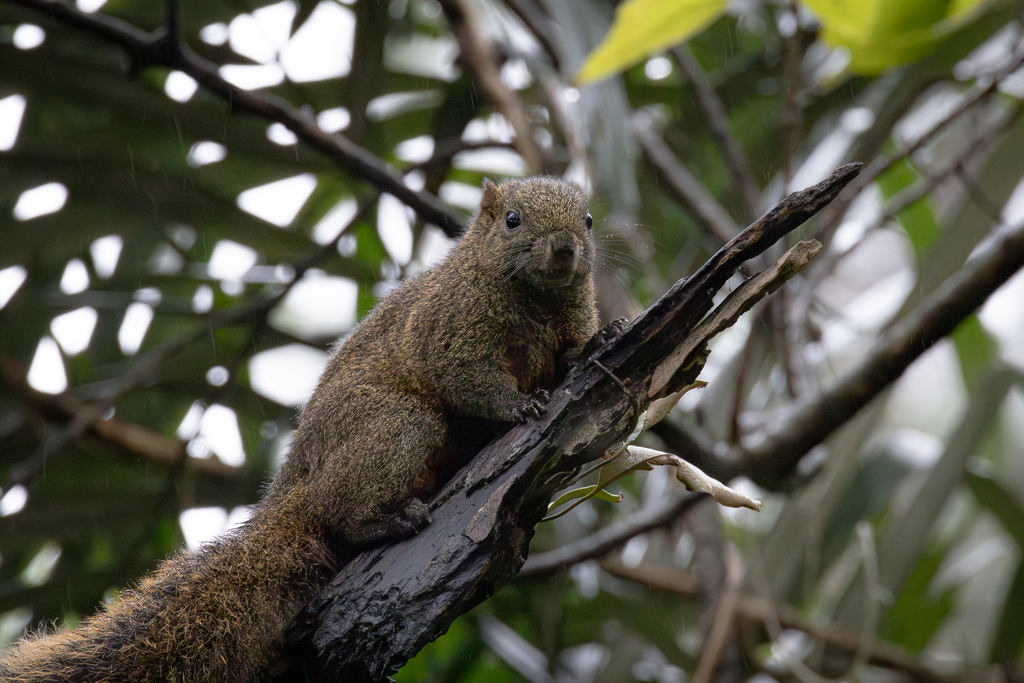 Taiwan Squirrel from Taipei Botanical Garden, No. 53號, Nanhai Rd ...