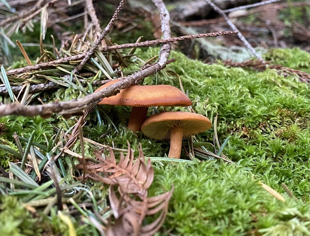 Candy Cap from Purisima Creek Redwoods Preserve, Redwood City, CA, US ...