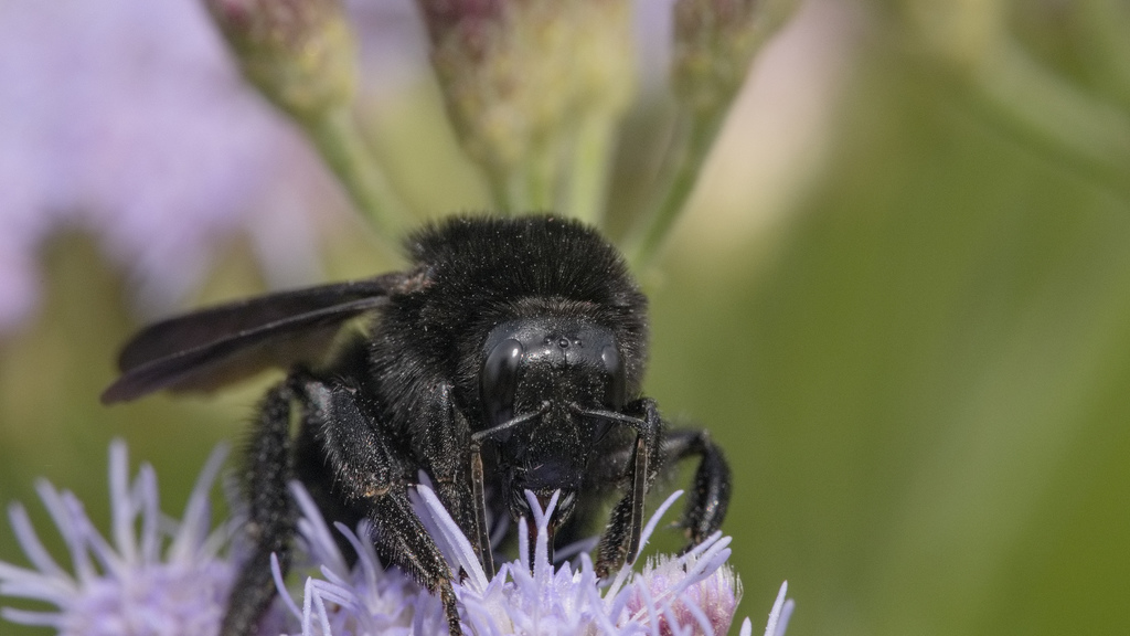 Bombus morio from Buenos Aires, Autonomous City of Buenos Aires ...
