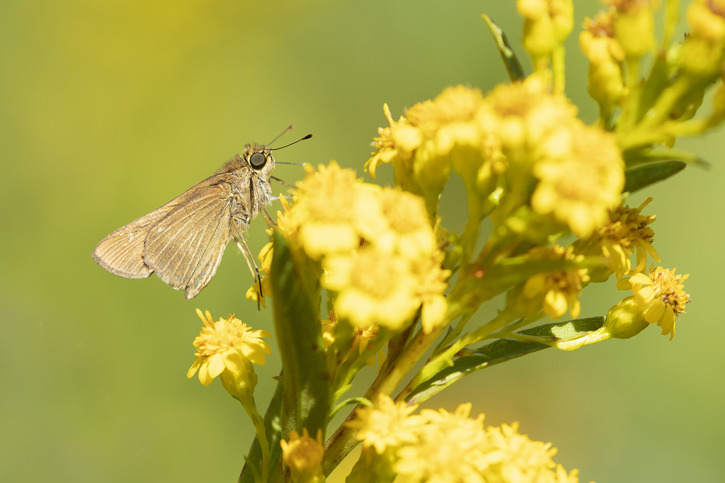 Ocola Skipper from Rockingham County, US-NH, US on September 8, 2019 at ...