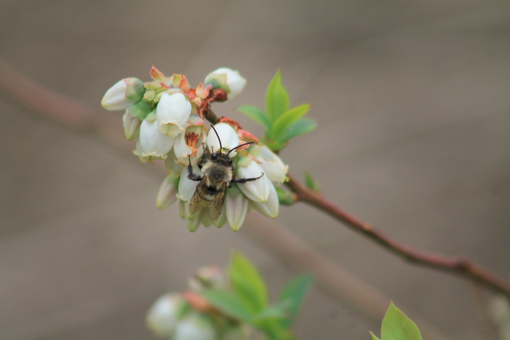 Blueberry Digger Bee in April 2024 by Lyon-Wallace · iNaturalist