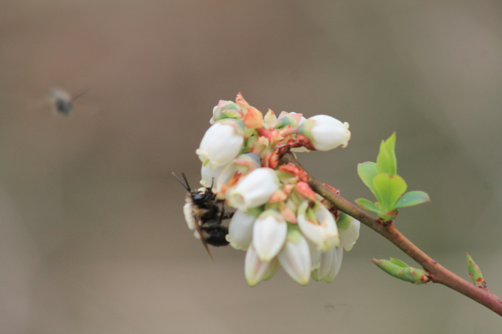 Blueberry Digger Bee in April 2024 by Lyon-Wallace · iNaturalist