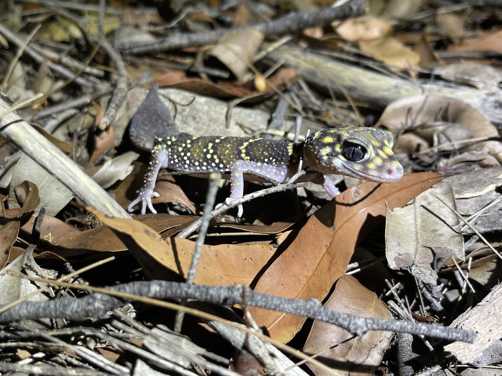 Thick-tailed Barking Gecko from Ku-ring-gai Chase National Park ...