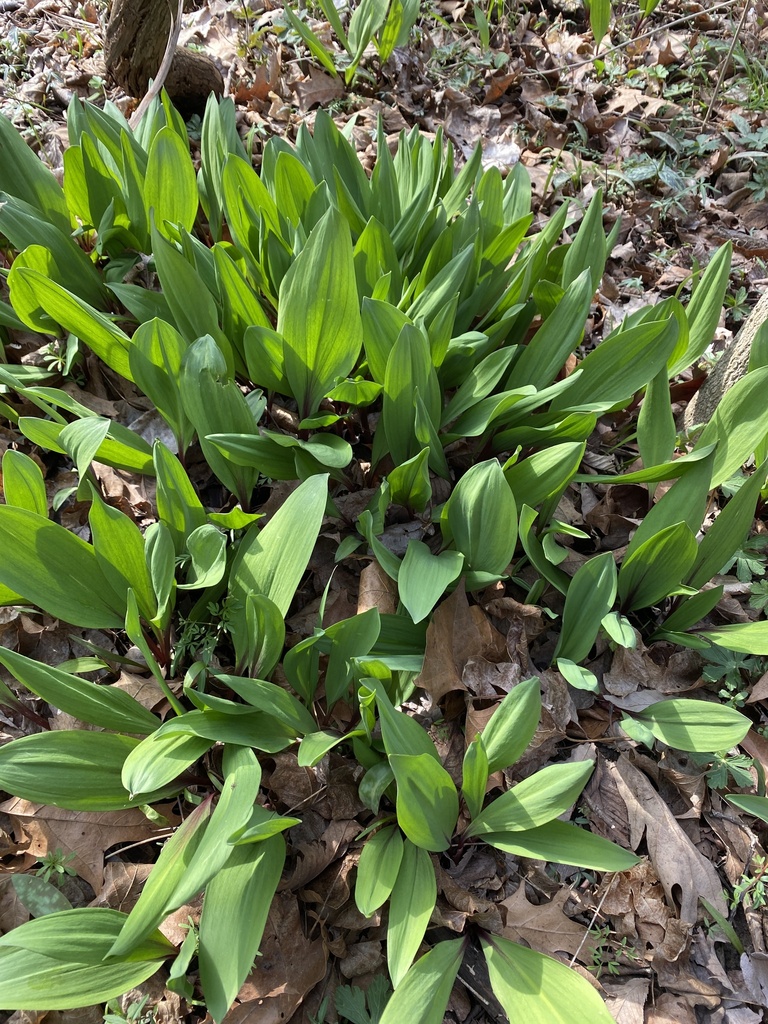 wild leek from Kokiwanee Nature Preserve Southeast Trails, Lagro, IN ...