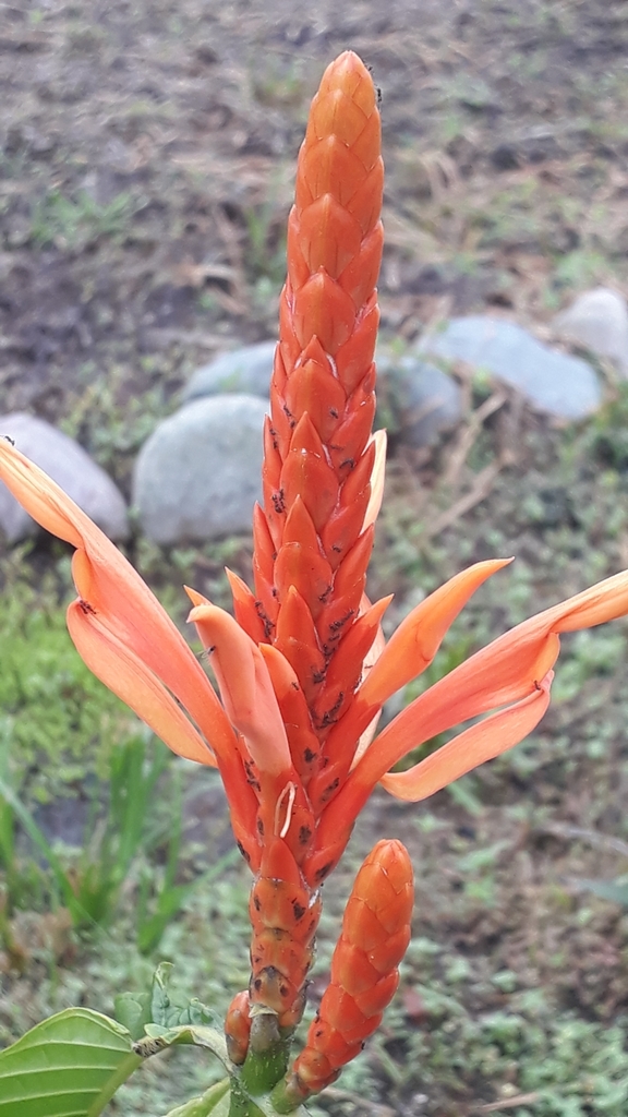 Aphelandra from Archidona, EC-NA, EC on April 3, 2024 at 07:53 AM by ...
