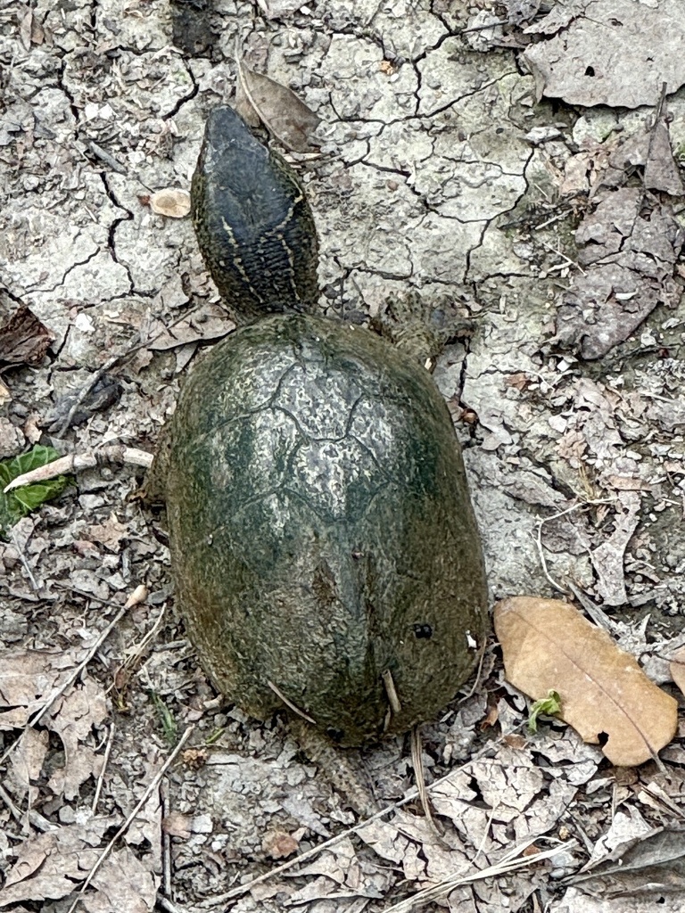 Eastern Musk Turtle from Fair Oaks Ave, Dallas, TX, US on March 30 ...