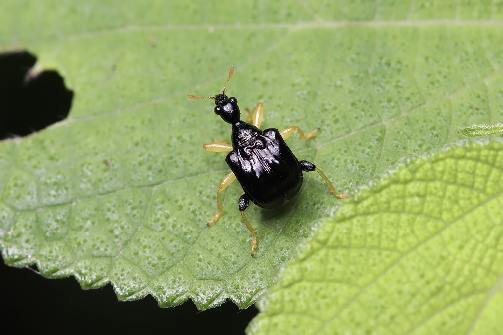 Phymatapoderus flavimanus from 丽水白云国家森林公园, 丽水市, 浙江省, CN on July 25 ...