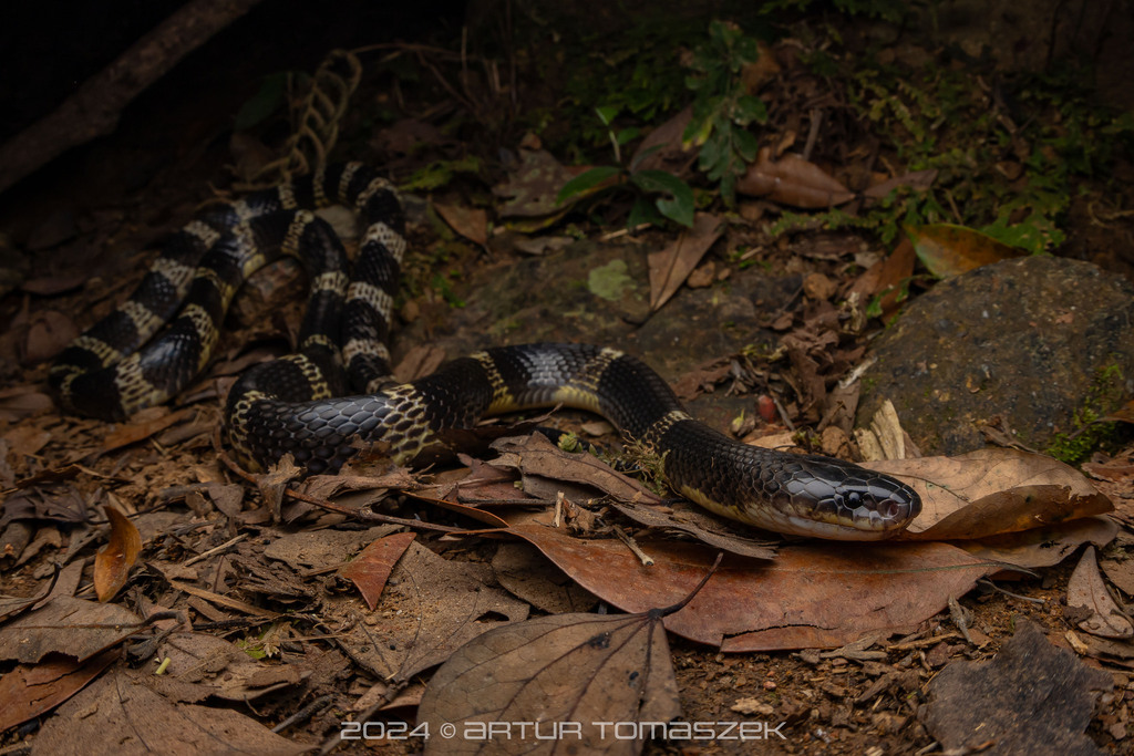 Many-banded Krait in April 2024 by Artur Tomaszek · iNaturalist