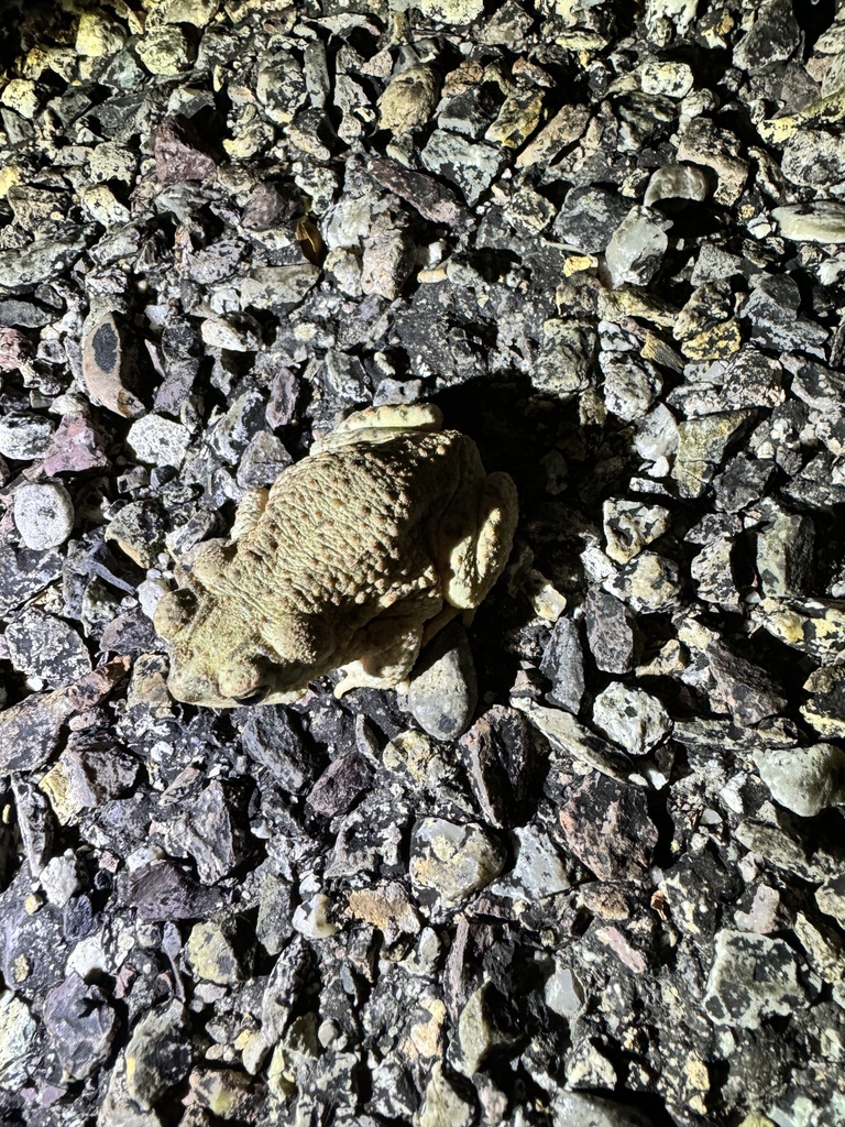 True Toads from Organ Pipe Cactus National Monument, Ajo, AZ, US on ...