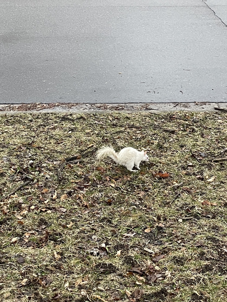 Eastern Gray Squirrel from Central Park, Northfield, MN, US on April 1 ...
