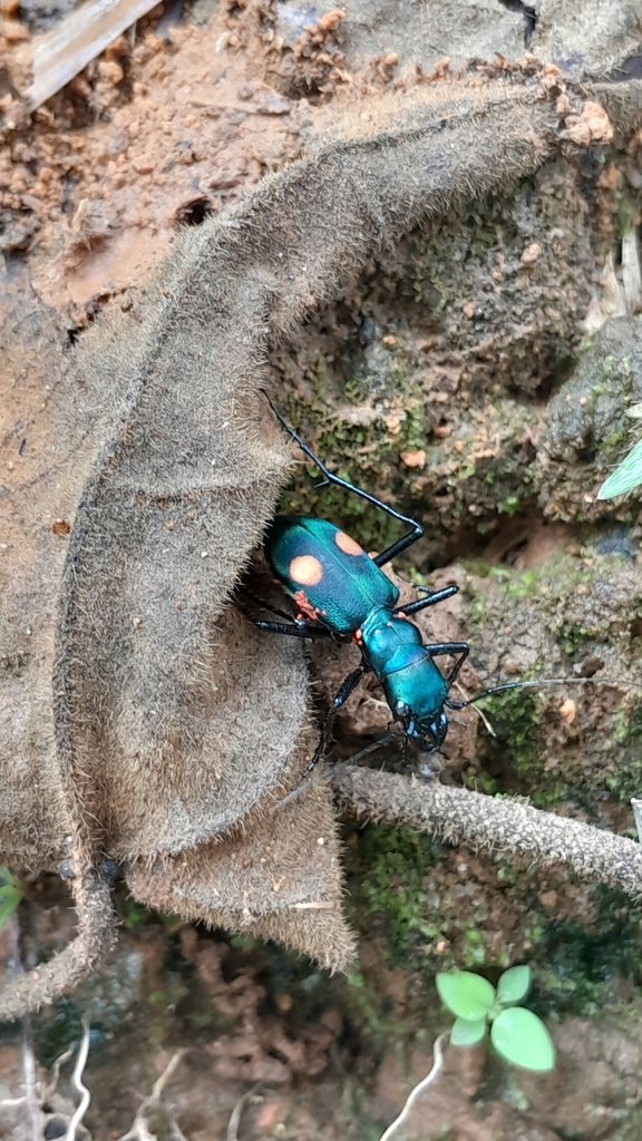 Pseudoxycheila from Archidona, EC-NA, EC on April 3, 2024 at 10:23 AM ...