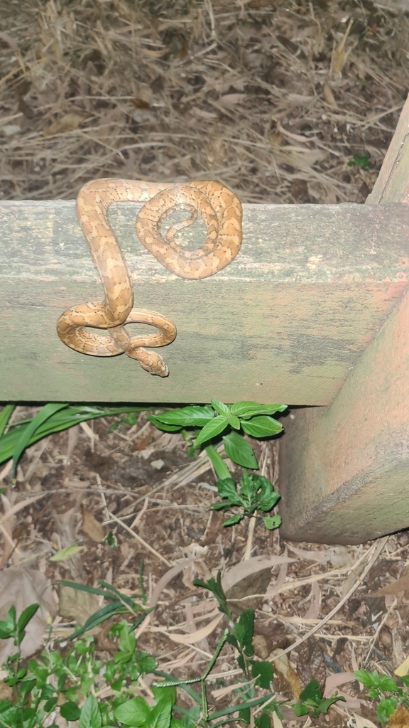 Carpet Python from Wynnum QLD 4178, Australia on April 4, 2024 at 01:08 ...