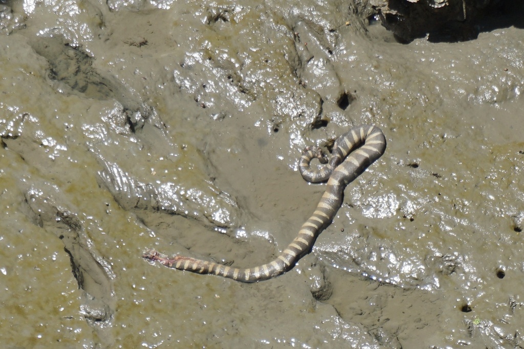 Little File Snake from Bang Chan, Amphoe Khlung, Chanthaburi, TH on ...