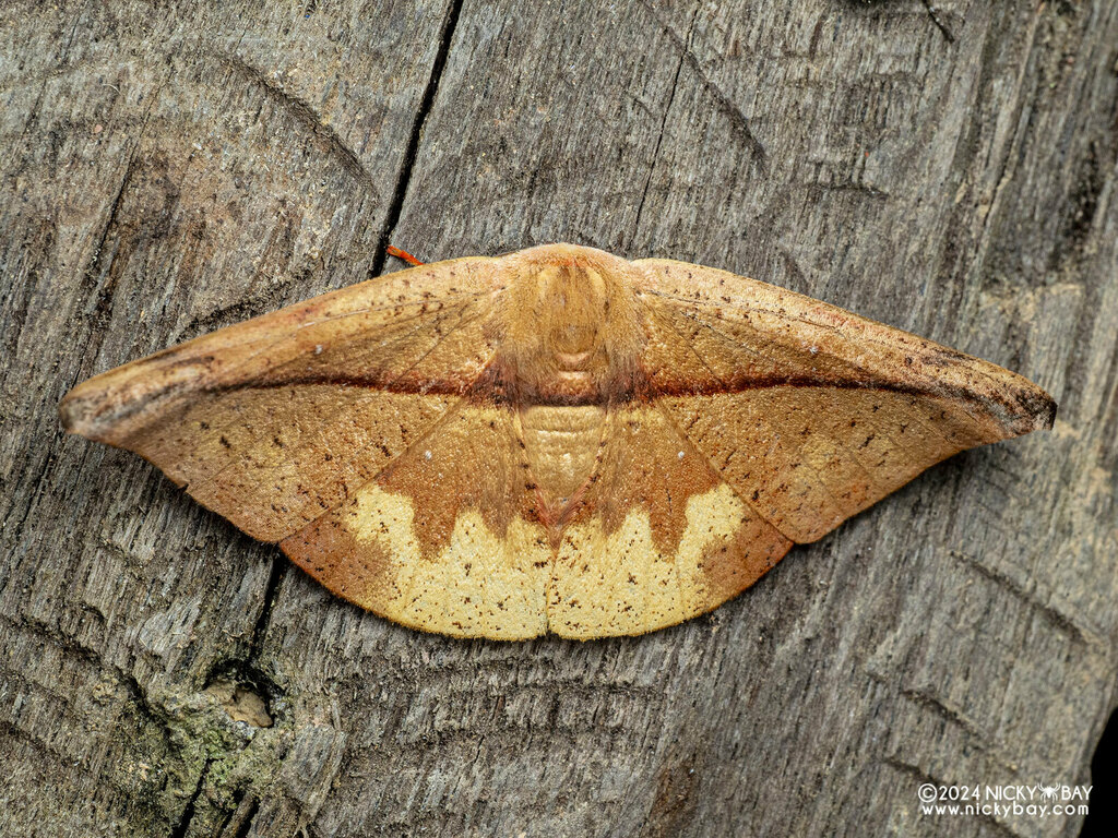 Oreta bicolor from Trusmadi Forestry reserve FMU 10, Apin Apin, 89000 ...