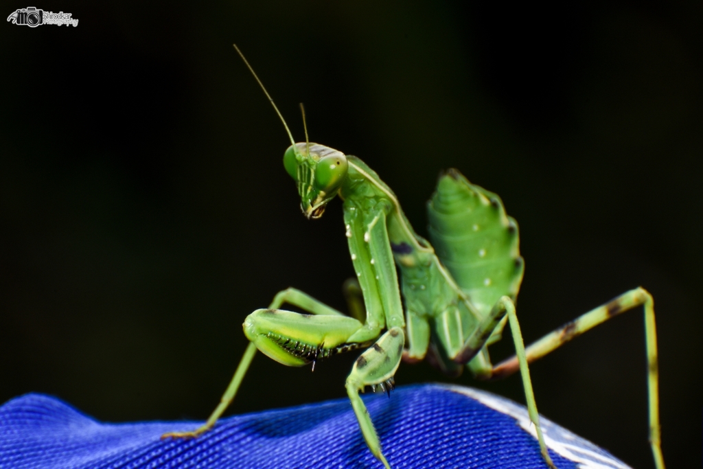 Hierodula coarctata from 95VR+M2V, Murgud, Maharashtra 416219, India on ...