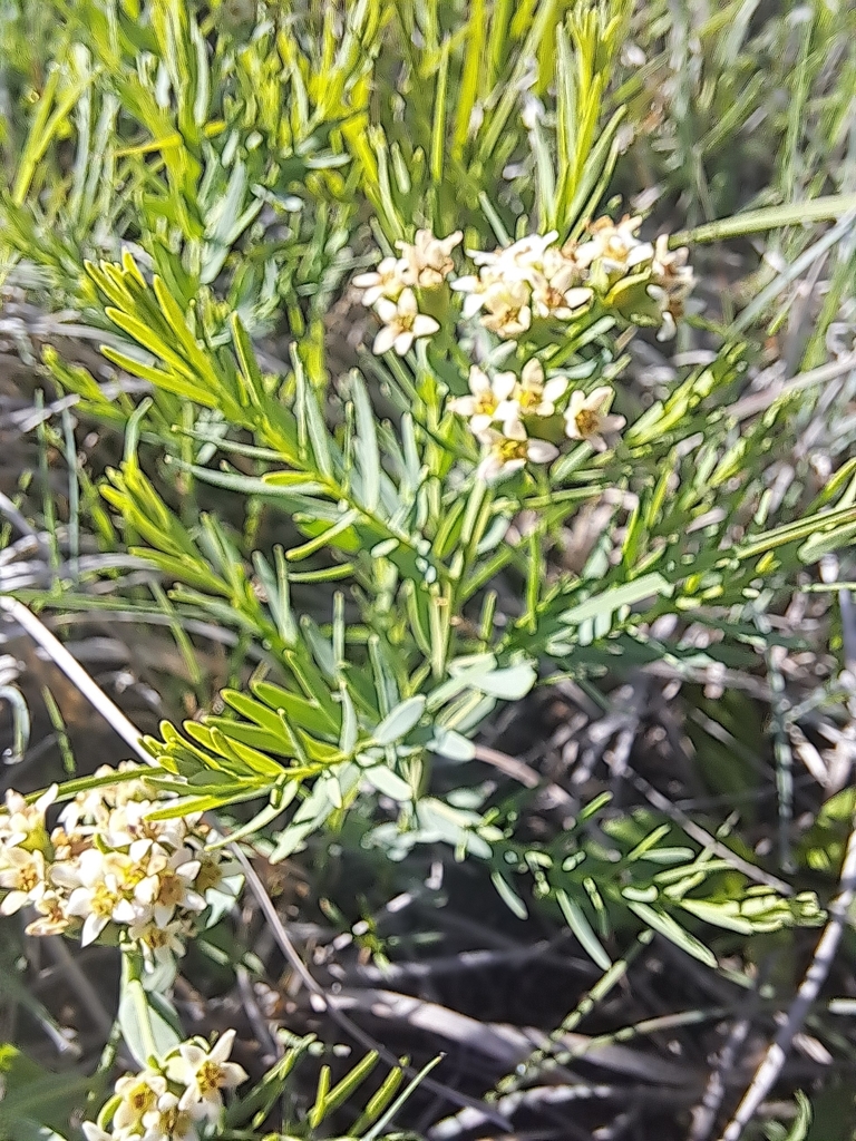 western comandra from Decatur, TX 76234, USA on April 3, 2024 at 09:22 ...