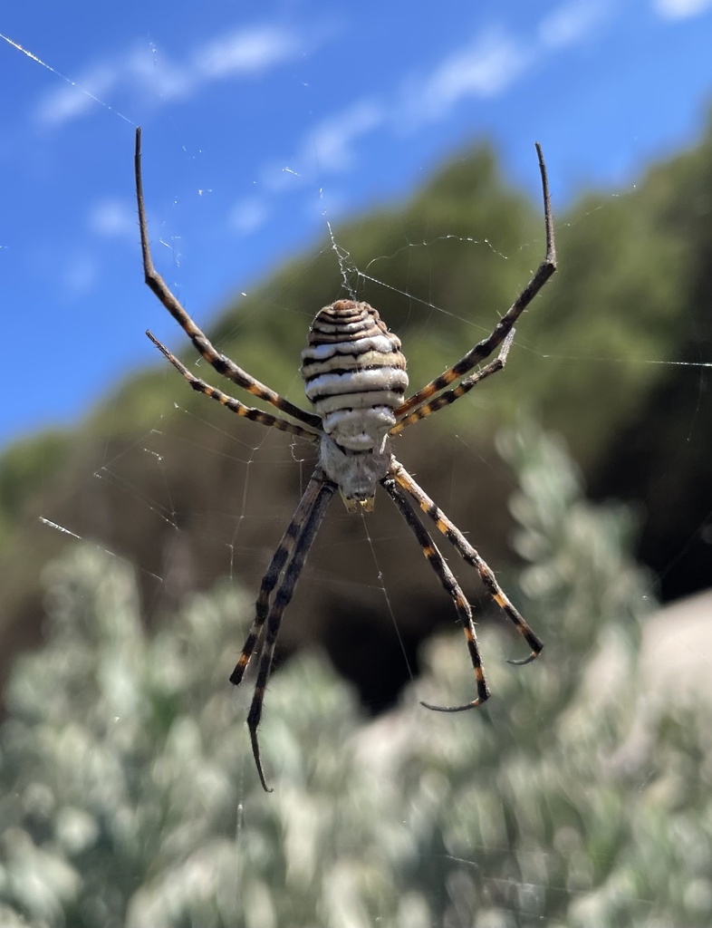 Banded Garden Spider from Mallorca, Muro, Balearen, ES on April 3, 2024 ...