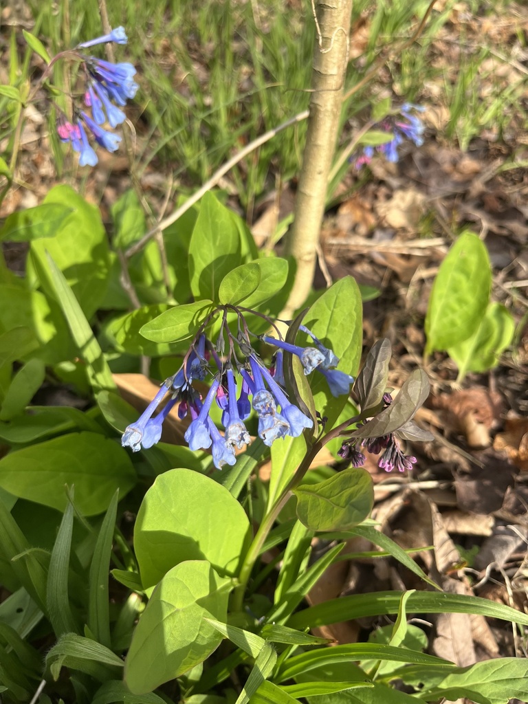 Virginia bluebells from Belle Isle, Richmond, VA, US on March 26, 2024 ...