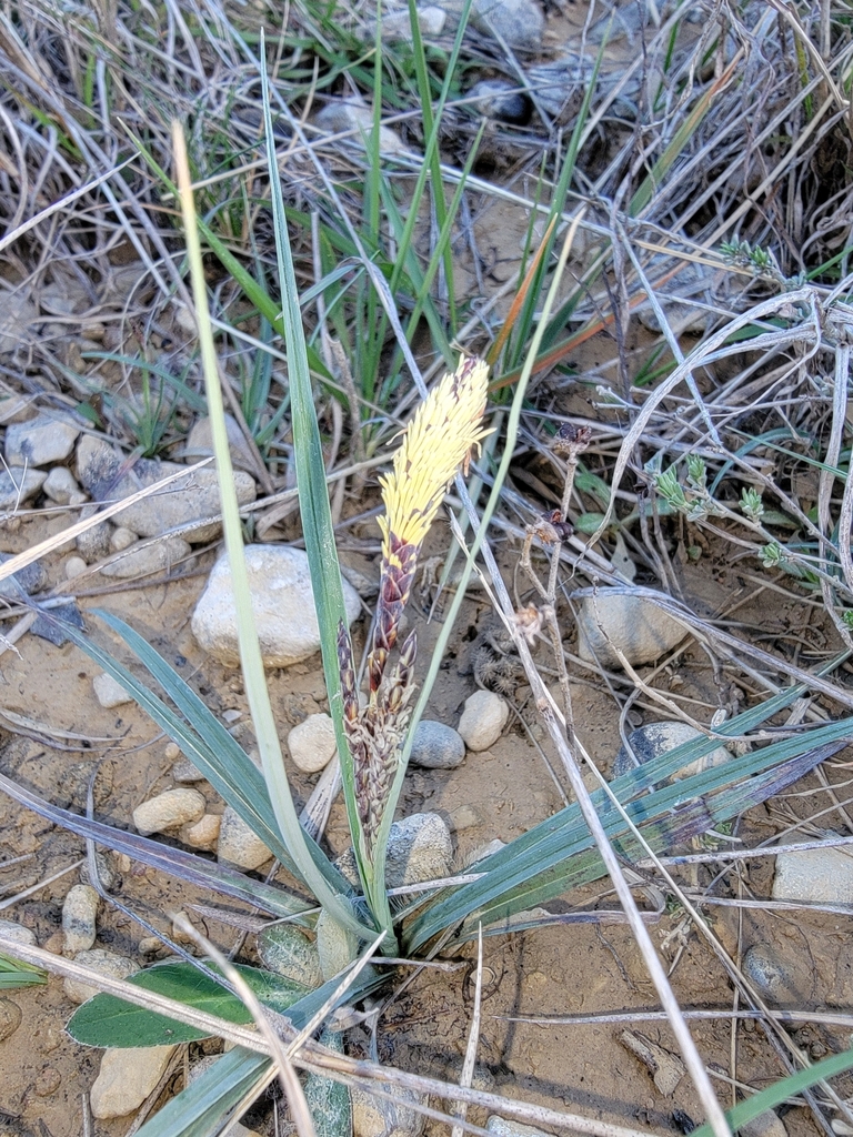 blue sedge from 34570 Vailhauquès, France on April 3, 2024 at 07:46 PM ...