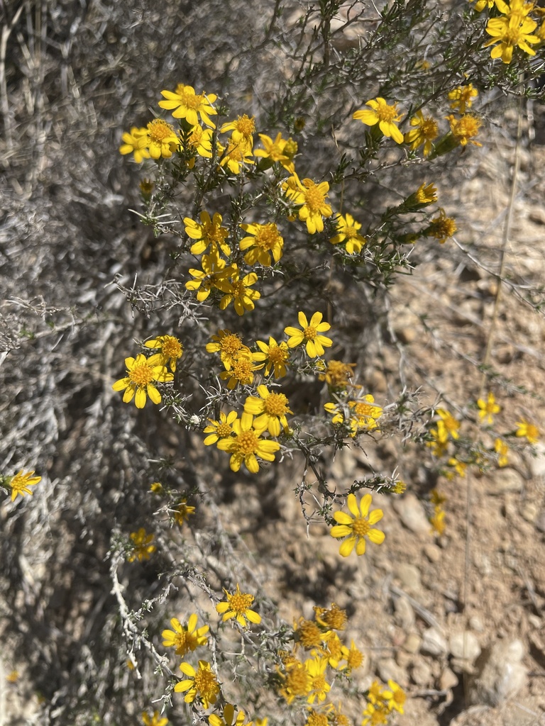 pricklyleaf dogweed from McCamey, TX, US on April 3, 2024 at 02:13 PM ...