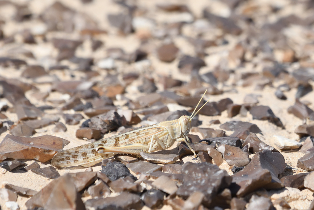 Desert Locust from Be'er Sheva, Israel on June 27, 2020 at 08:37 AM by ...