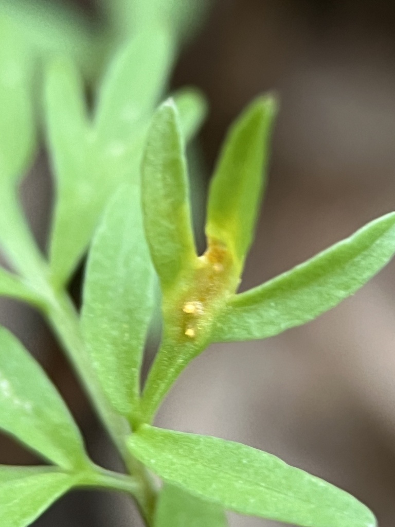 harbinger-of-spring rust from Nordyke Rd, Cincinnati, OH, US on April 3 ...